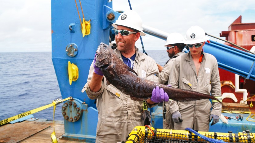 Principal investigator | Benthic Ecology and Biogeochemistry research group